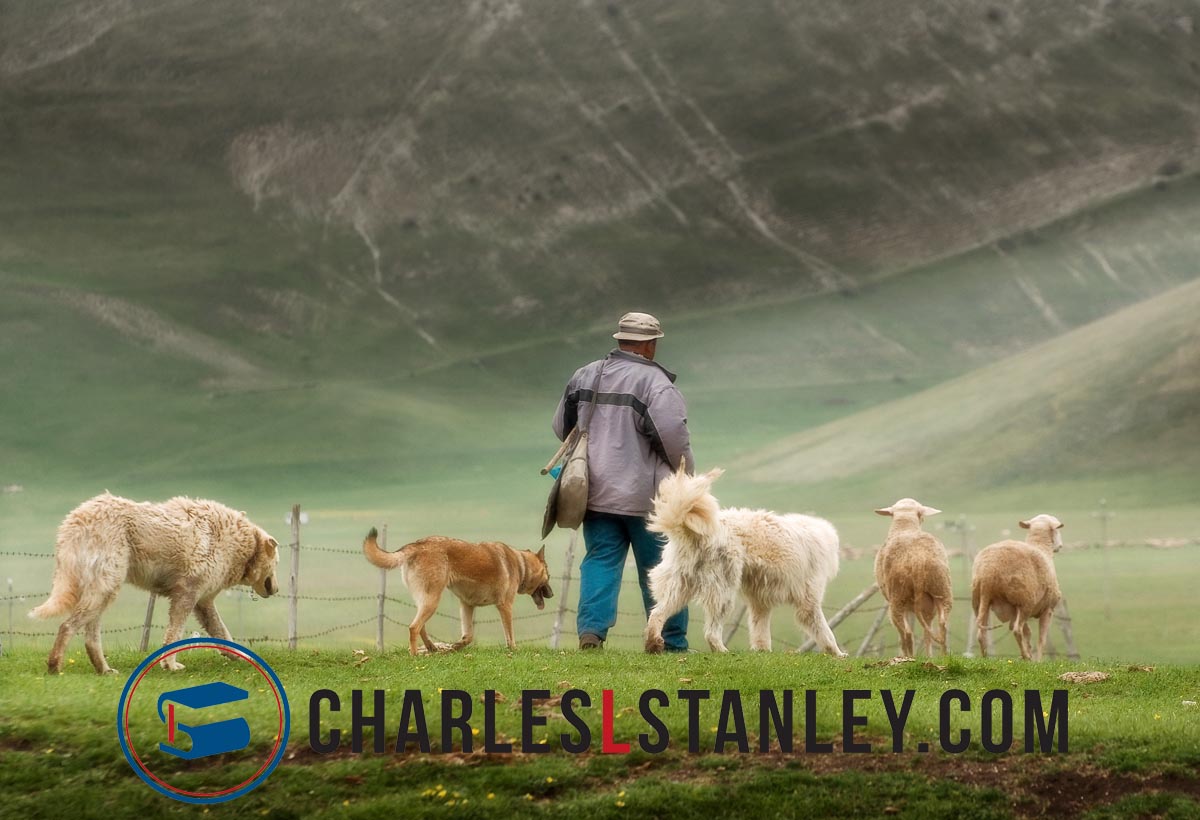 sheep with shepherd and dogs | Living Life Successfully