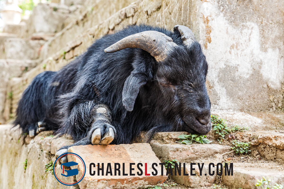 Holy goat take a rest | Living Life Successfully