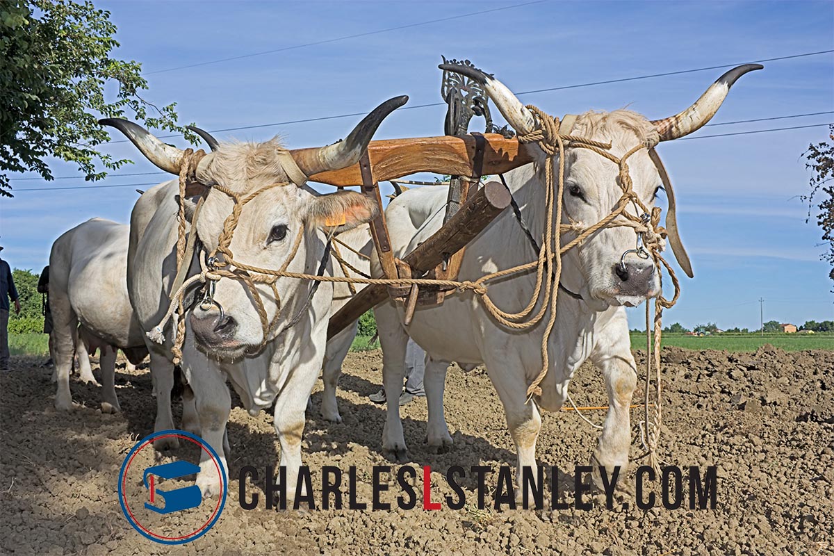 Yoked | Living Life Successfully